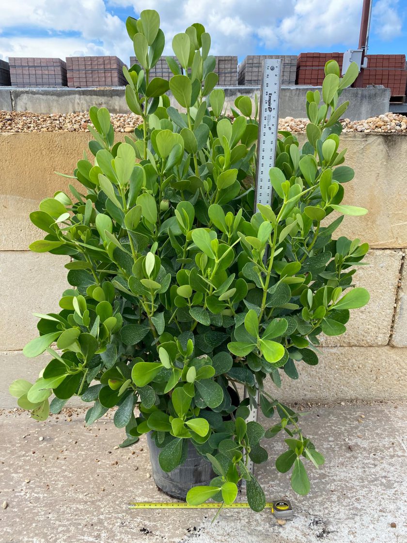 Clusia (Clusia Guttifera) – Growers Outlet of Lake Worth