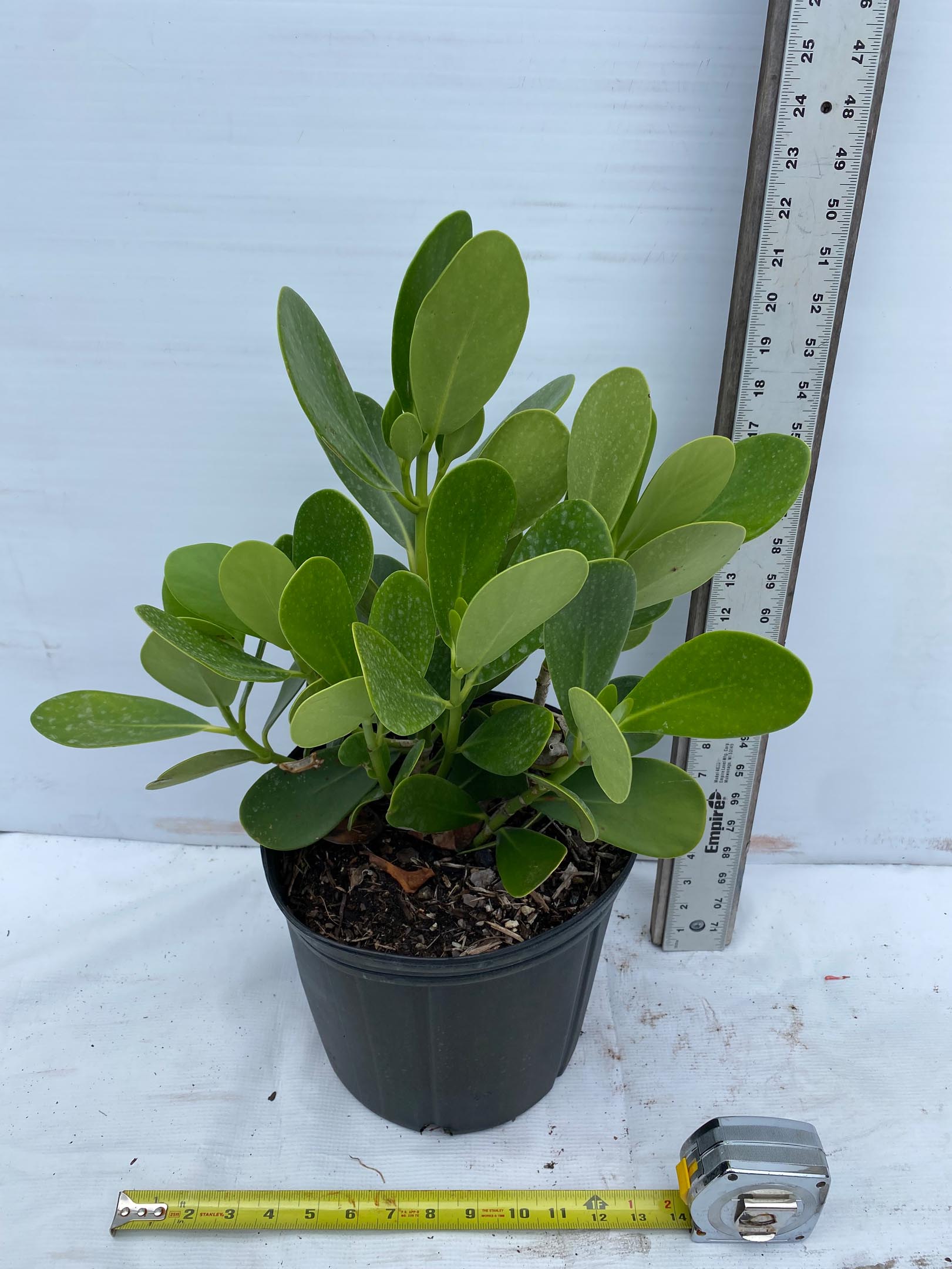 Clusia (Clusia Guttifera) – Growers Outlet of Lake Worth