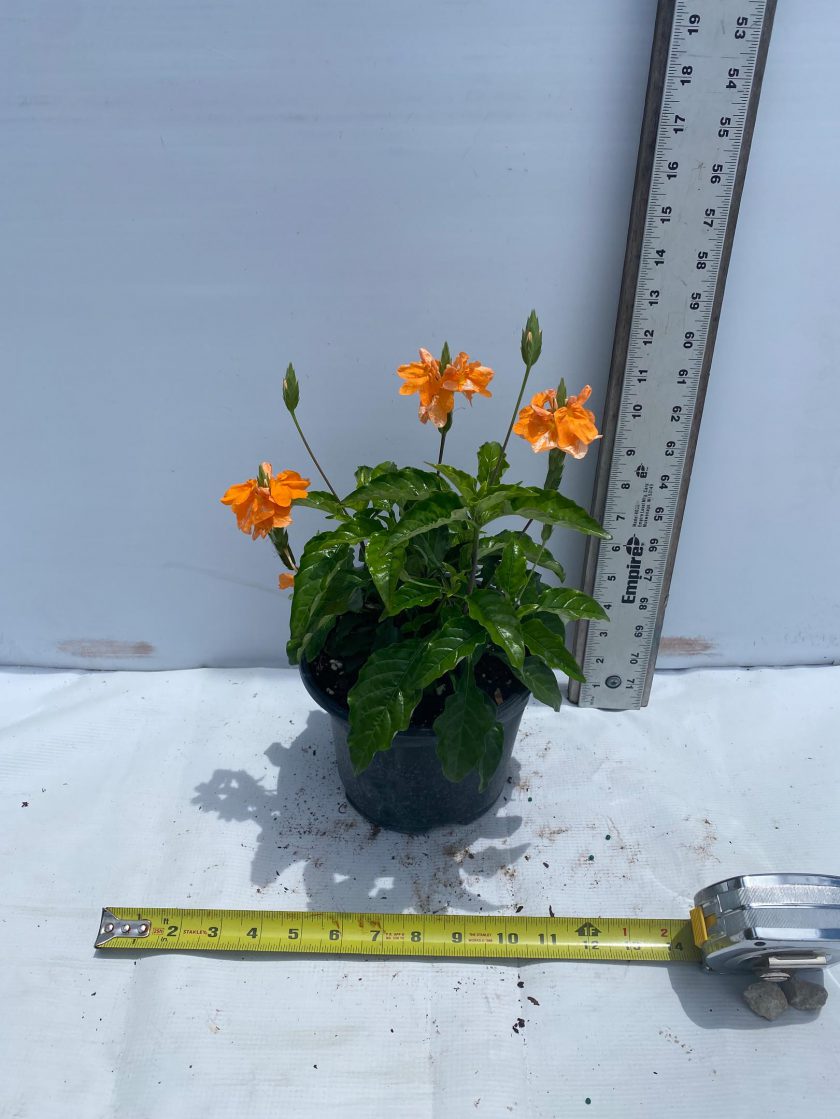 Crossandra (Crossandra Infundibuliformis) – Growers Outlet of Lake Worth
