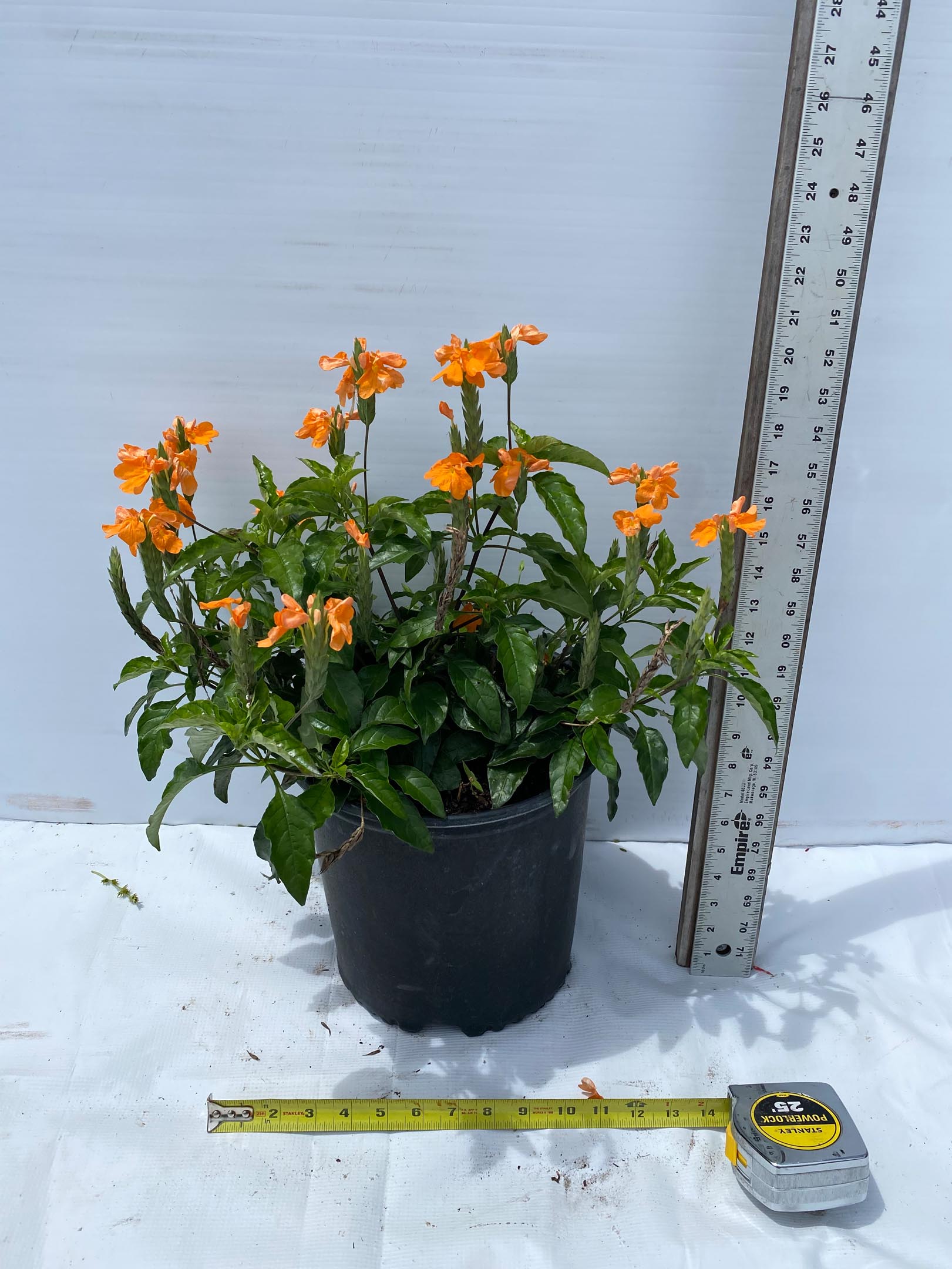 Crossandra (Crossandra Infundibuliformis) – Growers Outlet of Lake Worth