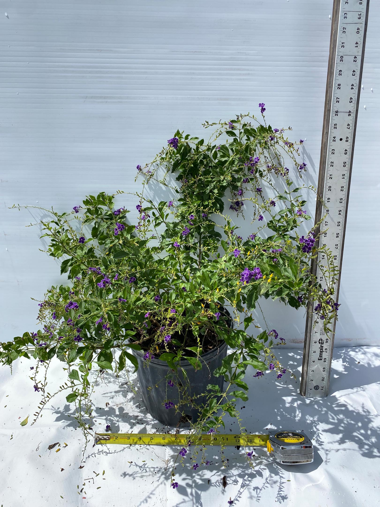 Golden Dew Drop (Duranta Erecta ‘Sapphire Showers’) – Growers Outlet of ...