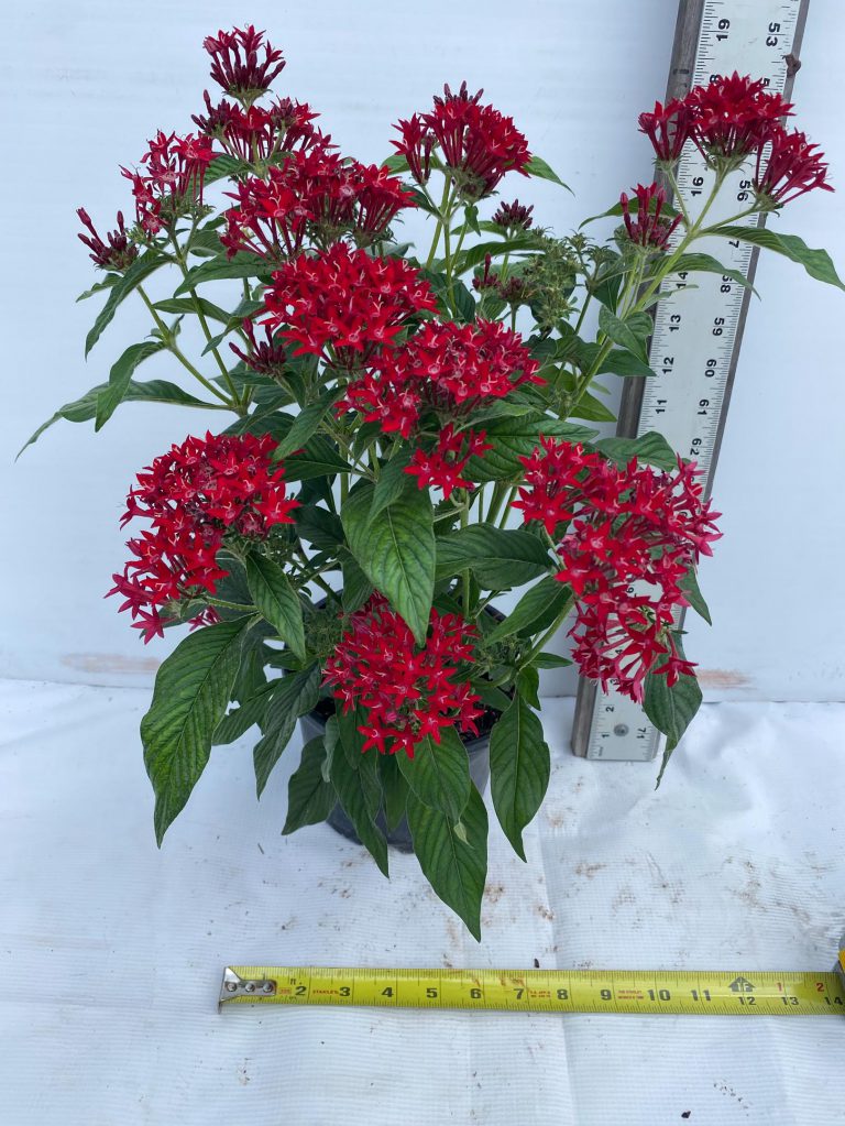 Pentas Graffiti ‘Red’ – Growers Outlet of Lake Worth