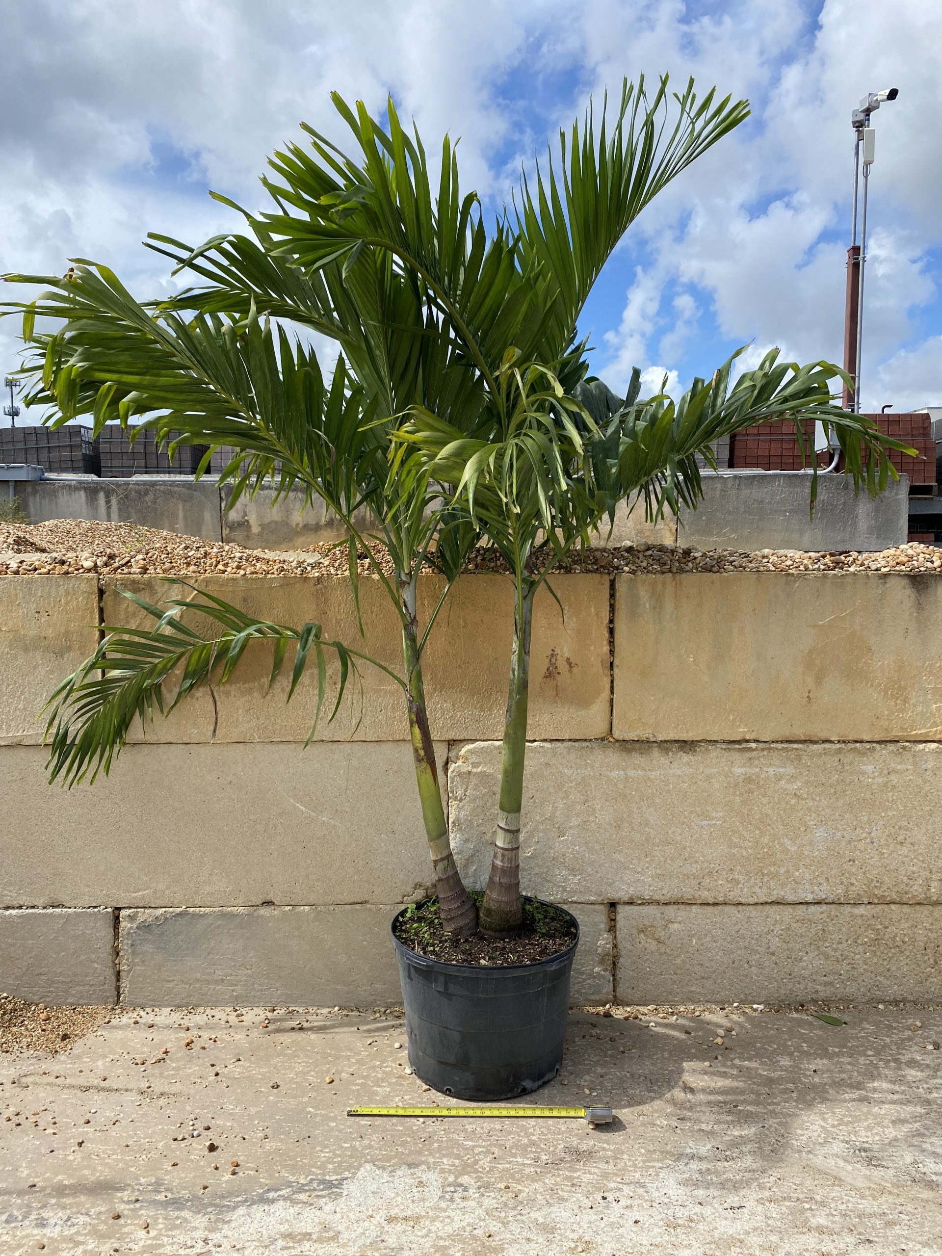 #25 Christmas Palm, Double (Adonidia Merrillii) – Growers Outlet of ...