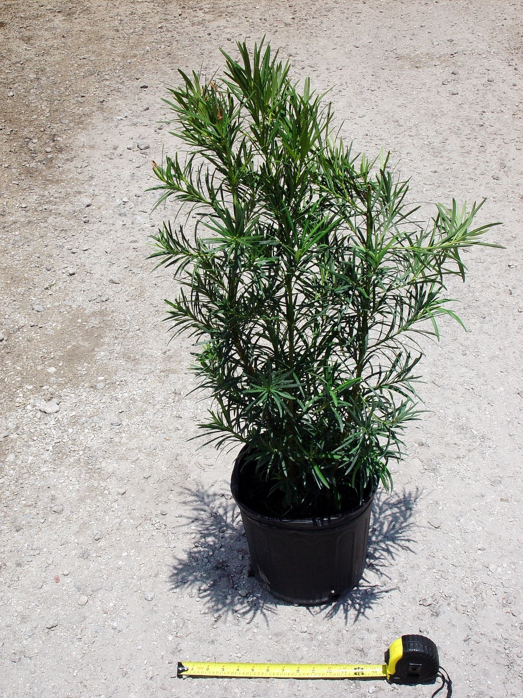 Podocarpus (Podocarpus Macrophyllus) – Growers Outlet of Lake Worth