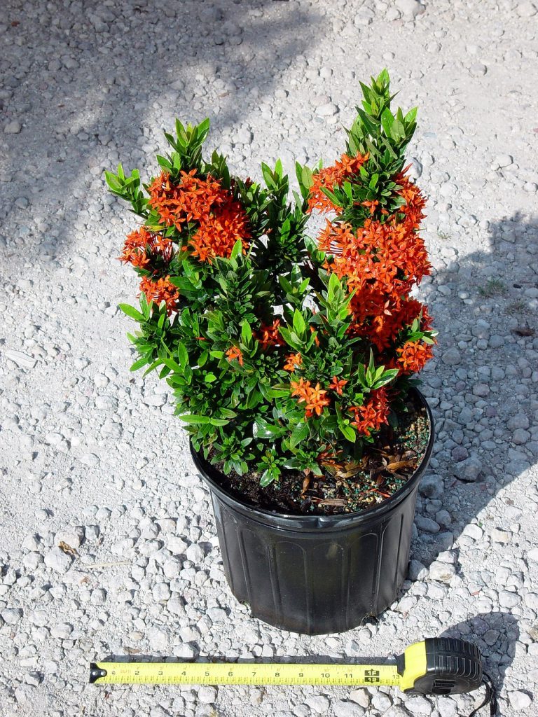 #3 Ixora Dwarf (Ixora Taiwanensis) – Growers Outlet of Lake Worth