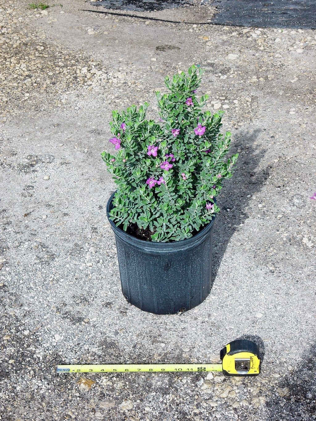 #3 Texas Sage (Leucophyllum Frutescens) – Growers Outlet of Lake Worth