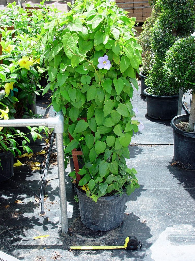 Blue Sky Vine (Thunbergia Grandiflora) – Growers Outlet of Lake Worth