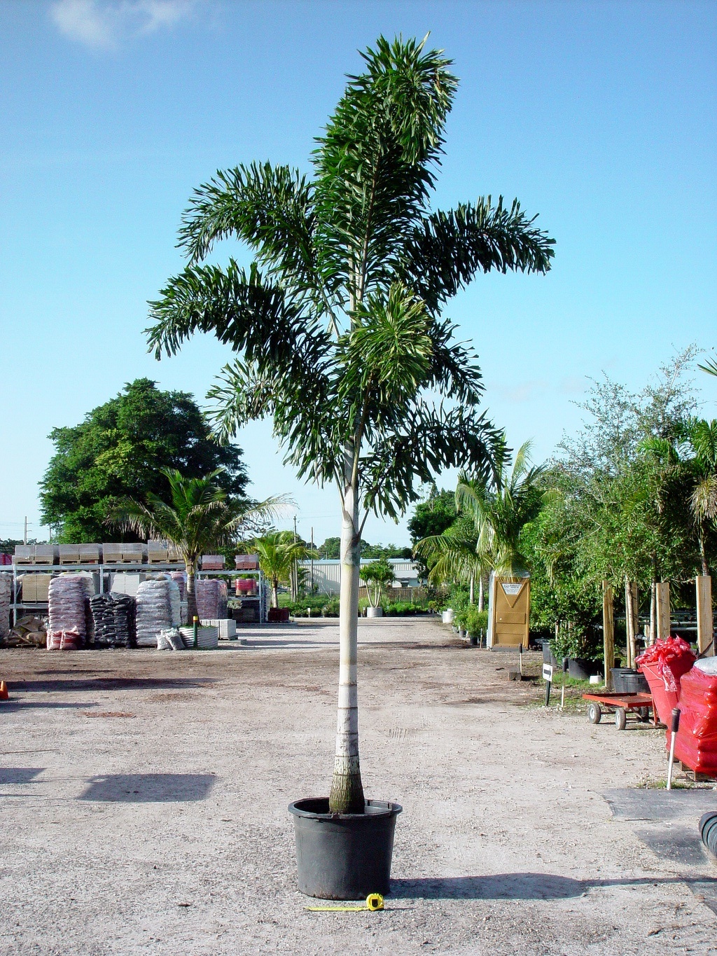 #25 Foxtail Palm (Wodyetia Bifurcata) – Growers Outlet of Lake Worth
